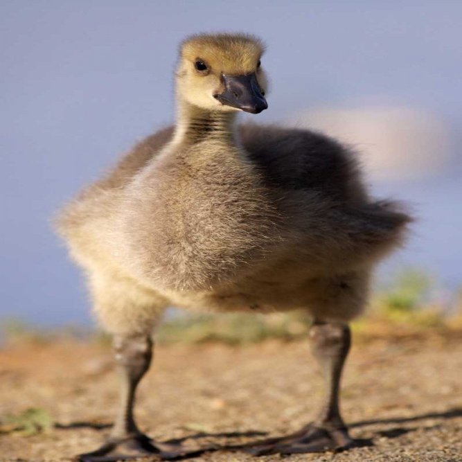 ArtExpert California, San Diego, Lakeside Canada Gosling by Frank ...
